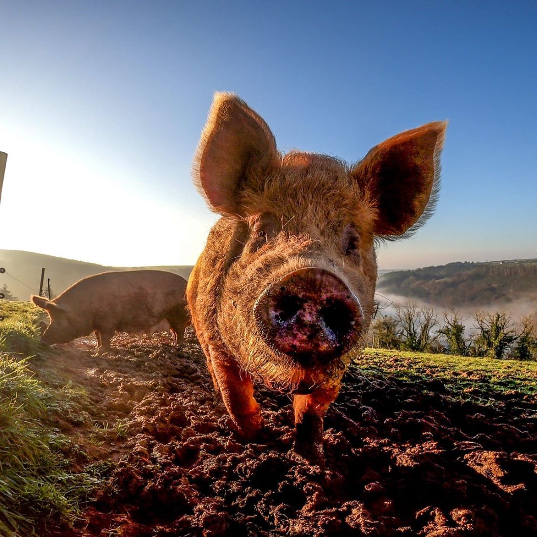 Pop Ups - Watson & Pratt's